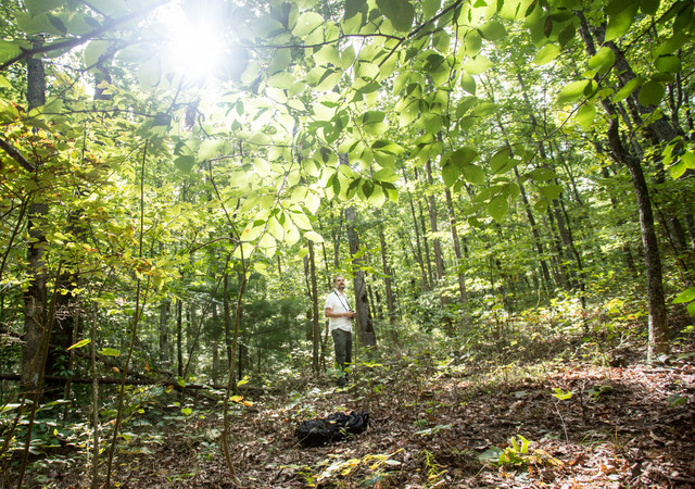 Nature Calling: How to Listen to Trees | Houzz AU