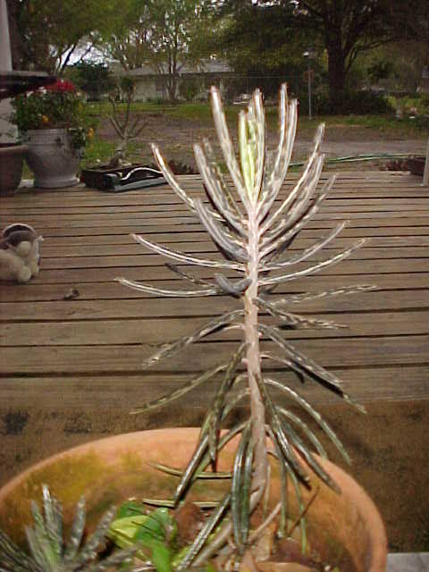 Frog Leg Plant ?? | Houzz Forum
