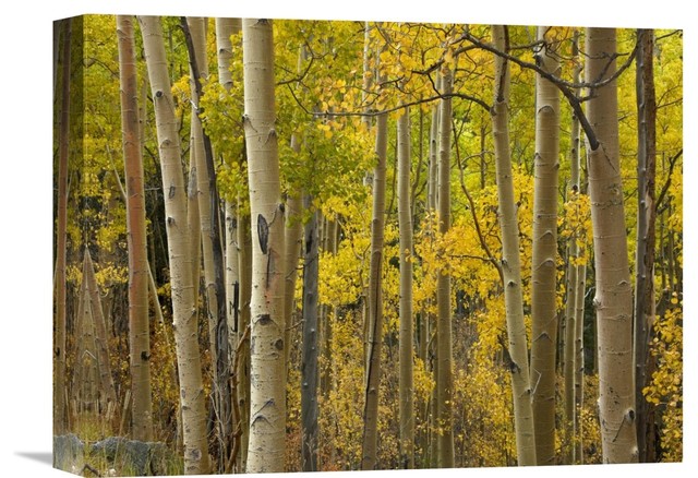 "Aspen Trees In Autumn, Santa Fe National Forest, New Mexico" Artwork ...