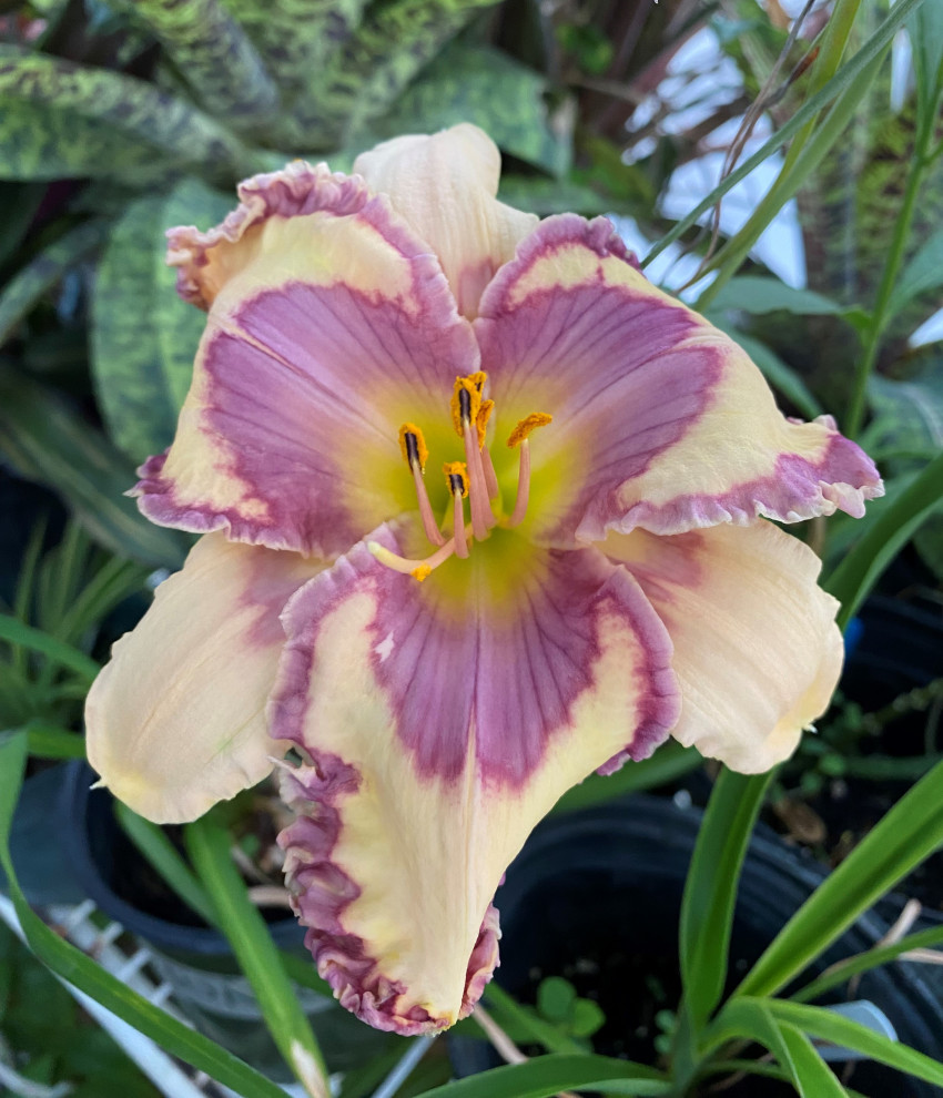 Blooming recently in west central Indiana | Houzz Forum