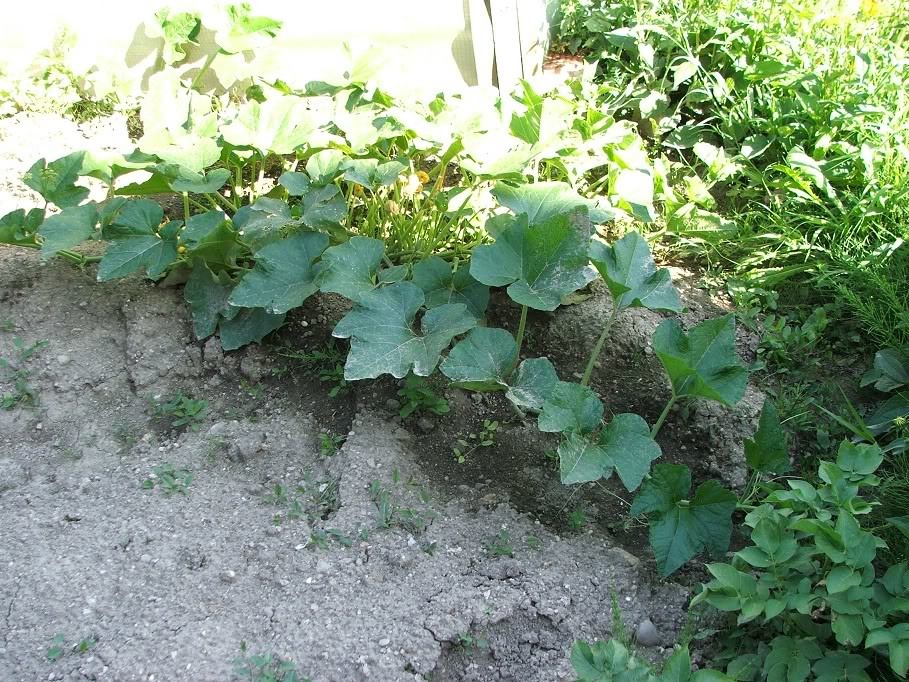 My first time ever growing mini pumpkins, need advice? *photos*