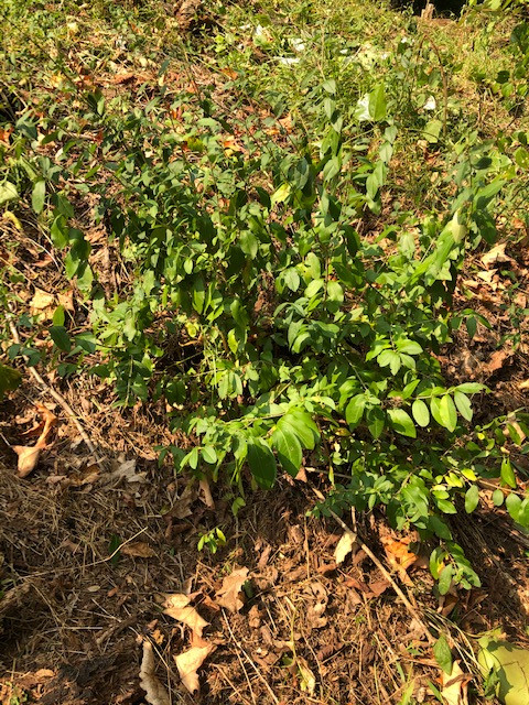Please identify this shrubby growth