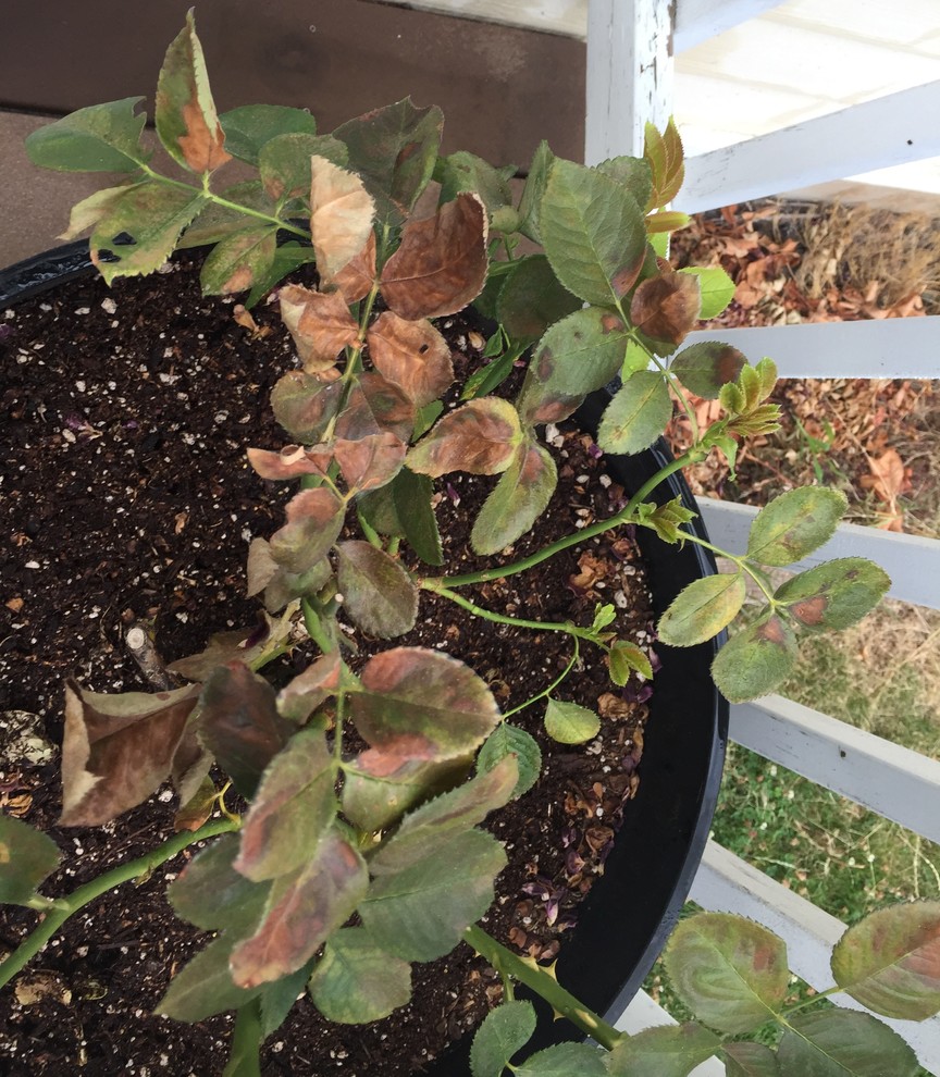 What's wrong with my mom's Twilight Zone rose bush? | Houzz Forum