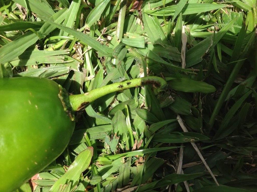 Insect Identification/Infestation