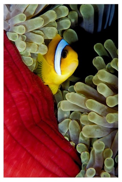 Red Sea Anemonefish Hiding In Magnificent Sea Anemone, Red Sea, Egypt ...