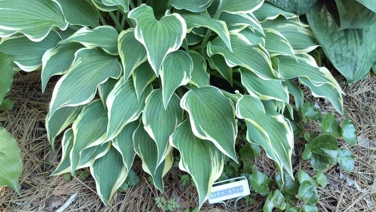 Trekkie Hostas - Hosta 'Dark Star'