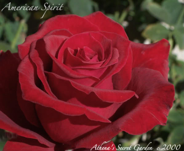 7 different 'Classic Red ' rose varieties