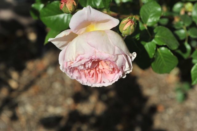 Is this 'The Reeve'? Is this 'The Pilgrim'?