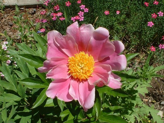 Tree Peony Root Stock