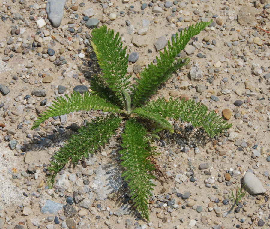 Interesting weed