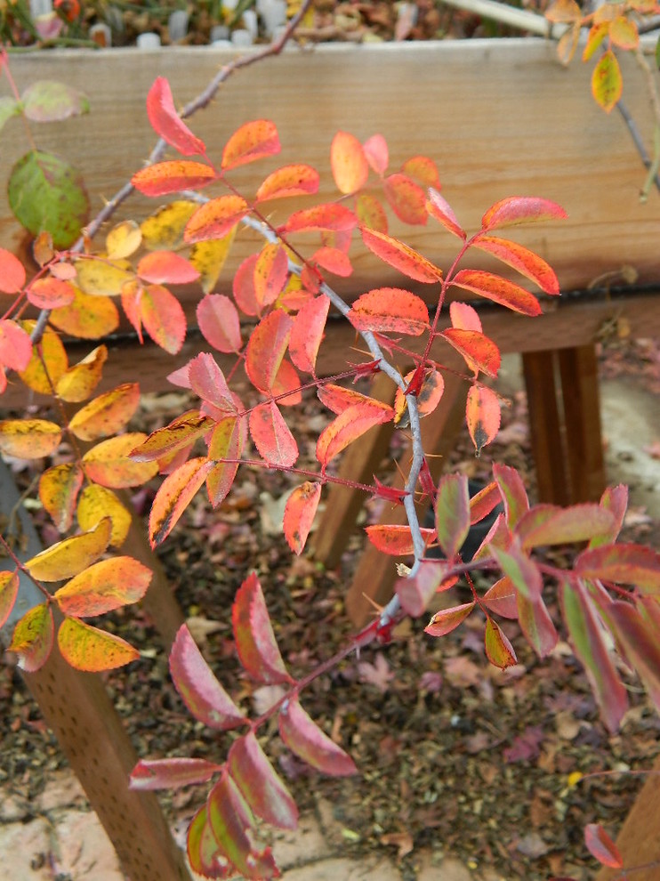 Winter rose color...
