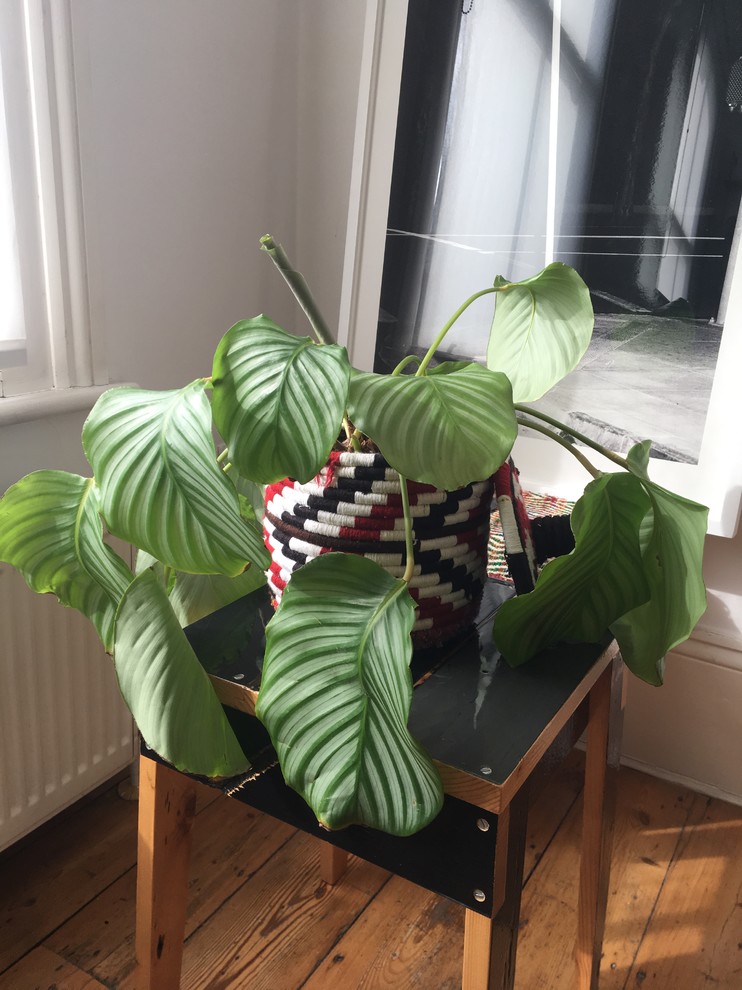 Drooping Calathea leaves
