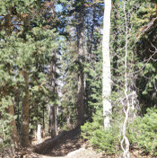 MODERN TILE - Project Photos & Reviews - Salt Lake City, UT US | Houzz