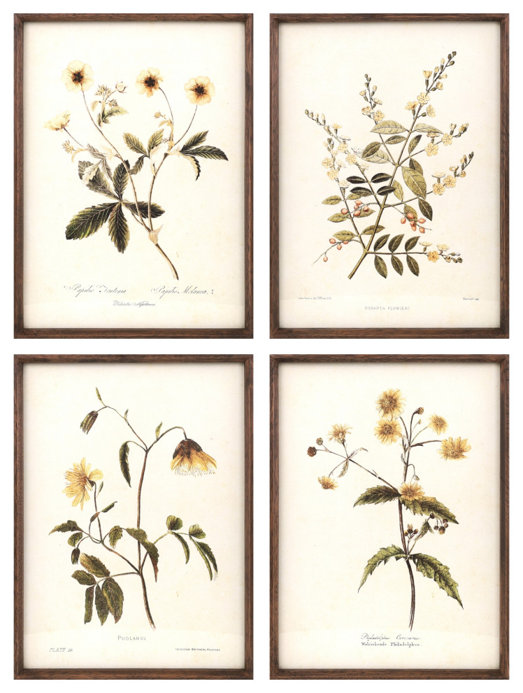 Framed Floral Print, 4-Piece Set - Farmhouse - Prints And Posters - by ...