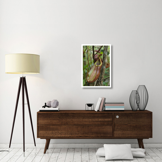 "Pitcher Plant pitcher, Surat Thani, Thailand" Paper Art, 14"x20", 22 ...