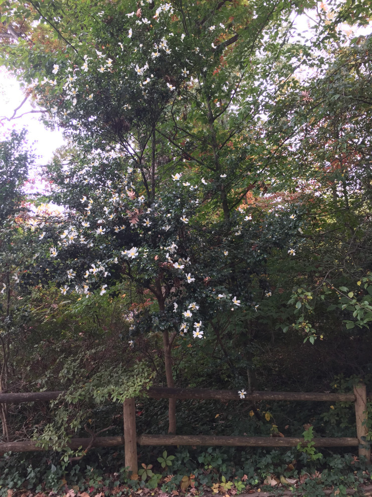 Winter blooming camellia? Slightly fragrant. 7b NoVa