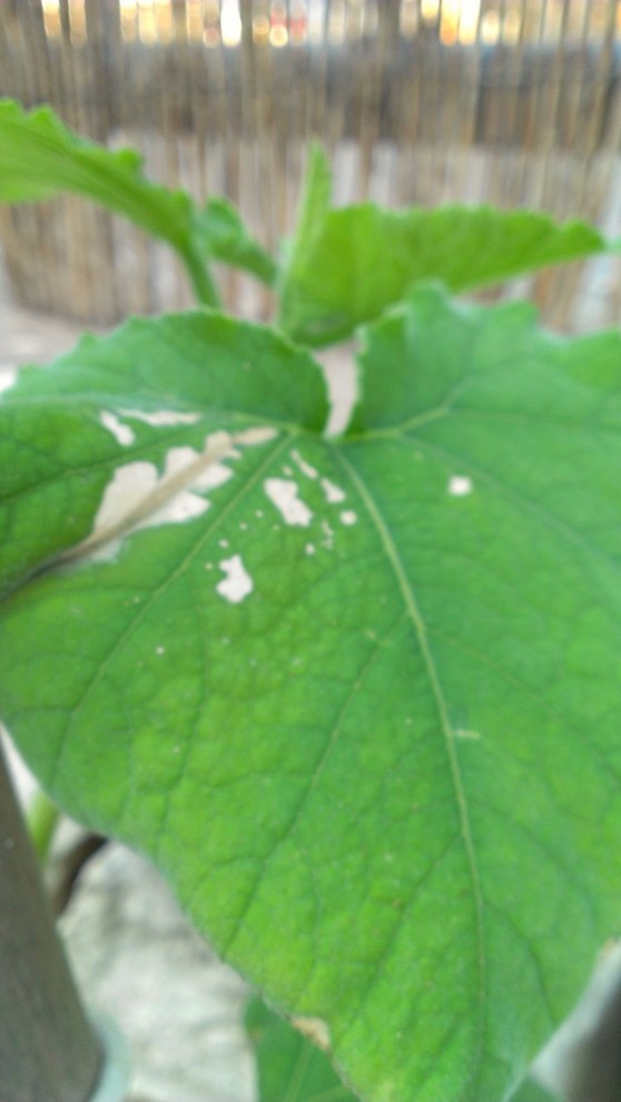 Squash Problems (again!)