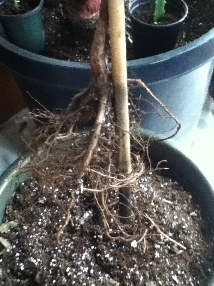 Dead Avocado | Houzz Forum