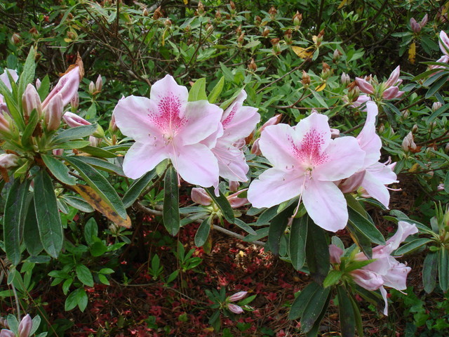 Identify an azalea