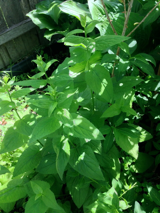 Is this a hydrangea, a weed or something else?