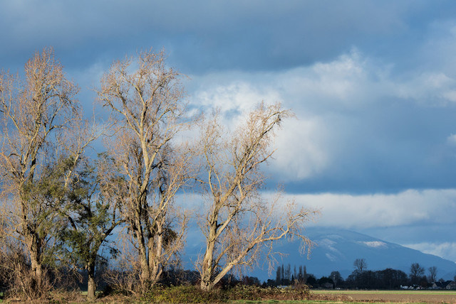 Almost Spring,Self Adhesive Mural,72"x48", 72 x 48 inches ...