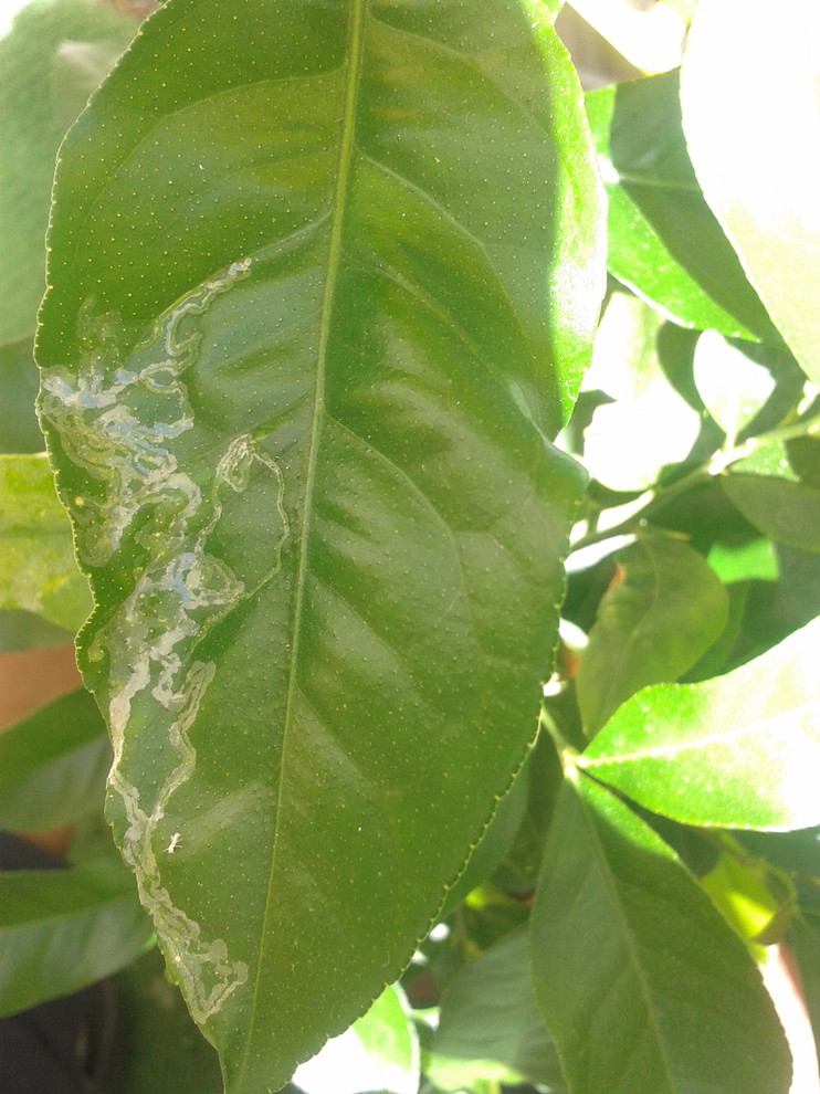 Insect damaging lemon tree leaves