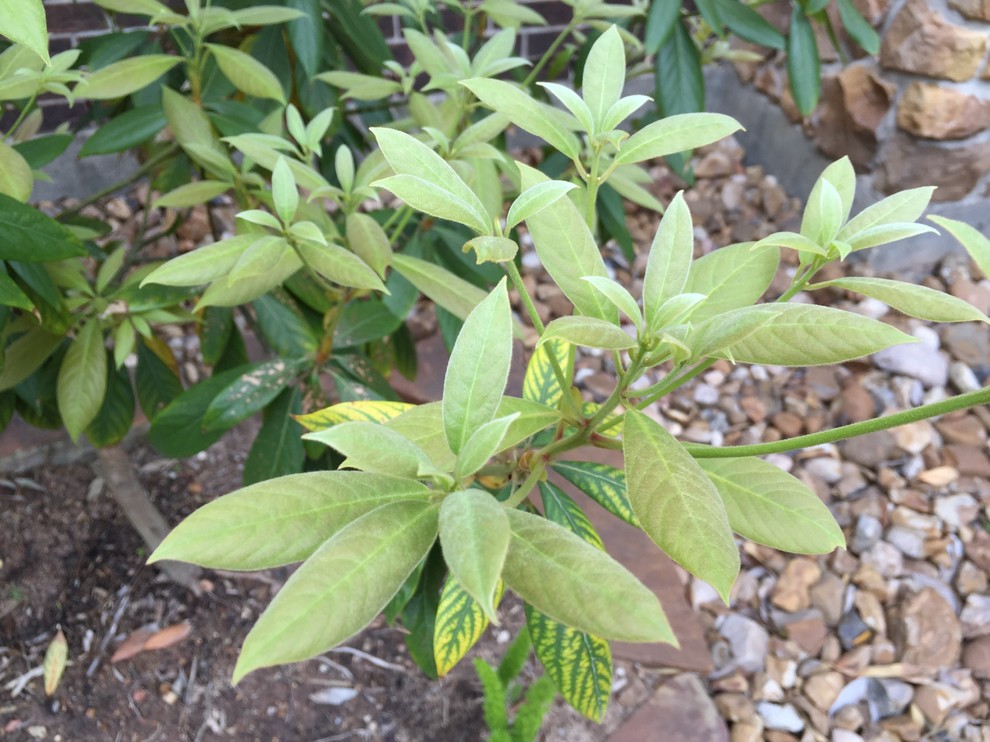 Small tree - opposite leaf, smooth margin