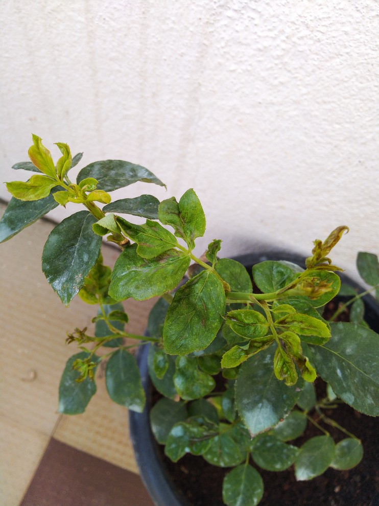 My roses are dying, help!