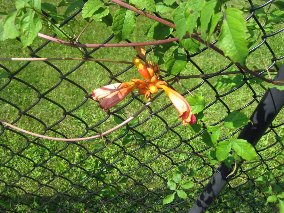 Will trumpet vine die to the ground in zone 5 in winter | Houzz Forum