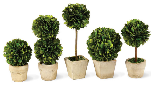 Boxwood Mini Topiaries, Pots, Set of 5, Largest: 2.5x2.5x7;Smallest: 2 ...