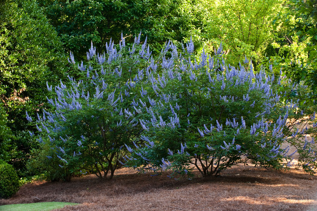 Vitex Agnus-Castus Fills Gardens With Fragrant Blooms and Foliage