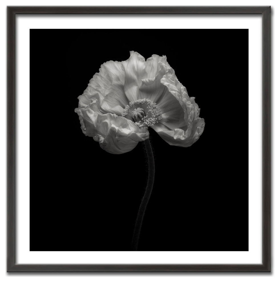 Poppy Framed Print Wall Art by Lotte Gronkjar, 16"x16" - Contemporary ...