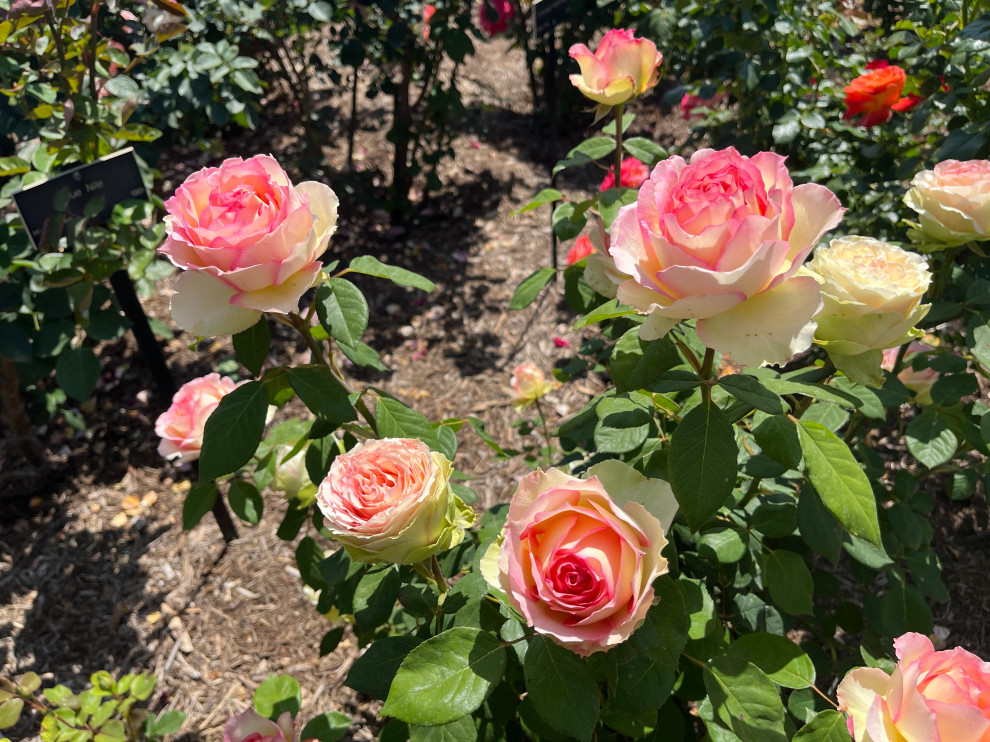 Does anyone grow Euphoria rose?