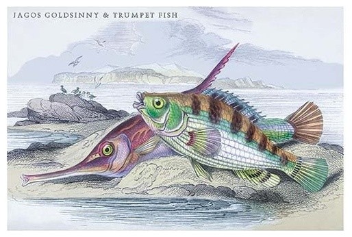 Tagos Goldsinny and Trumpet Fish, 20" x 30" - Traditional - Prints And ...