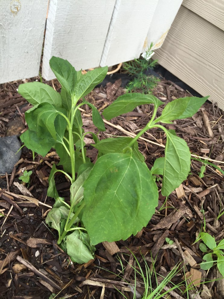 Identify these plants.