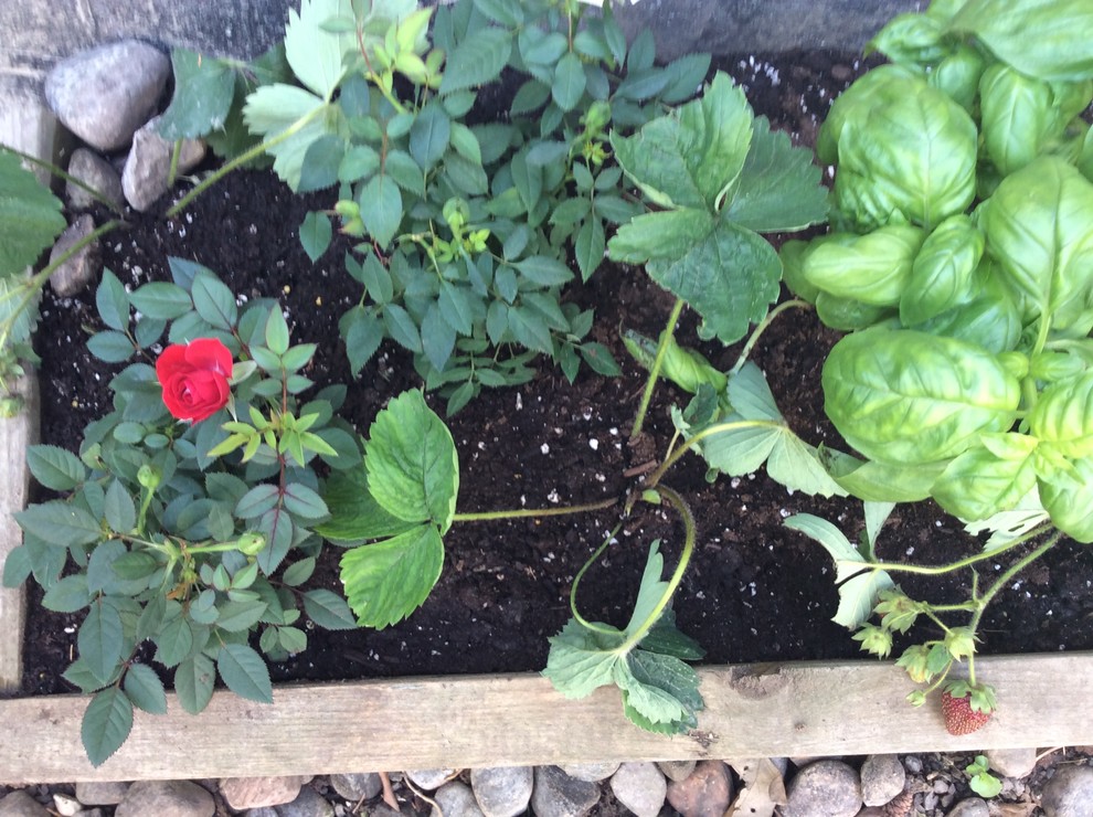 How big do mini roses grow?