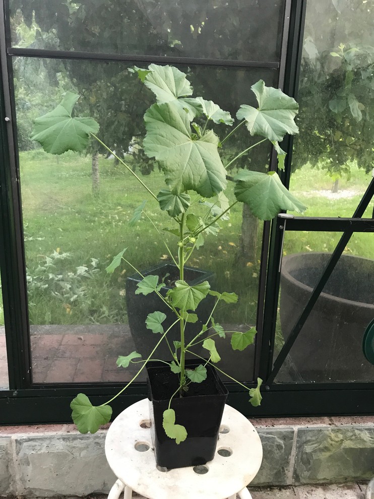 Desirable plant or weed?