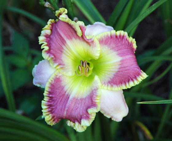 Daylilies With the Highest Bud Counts 2019