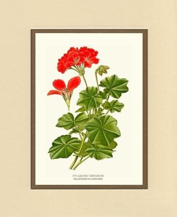 Vintage Botanical Flower Art Print: Ivy leaved Geranium, 11x14 Print - Traditional - Prints And ...