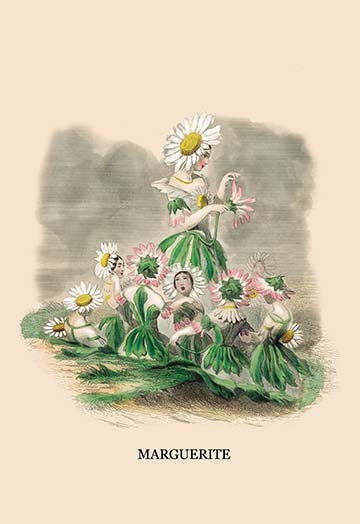 Marguerite, 12" x 18" - Traditional - Prints And Posters - by ...