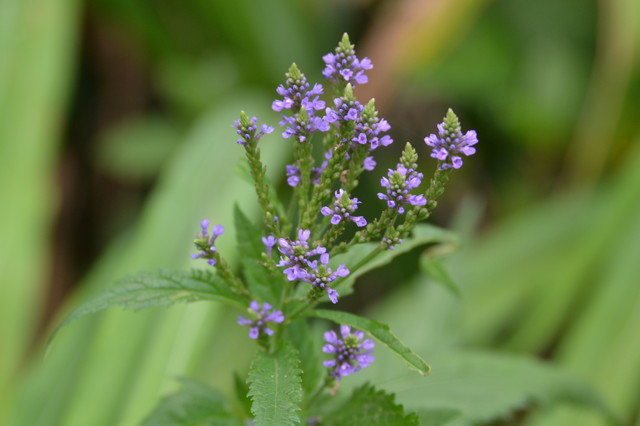 Great Design Plant: Blue Vervain for Beauty and Bees