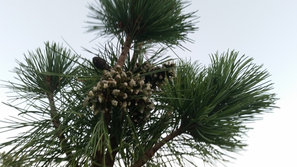 Korean white pine decline?