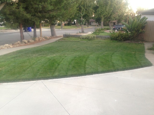 what is wrong with my lawn?