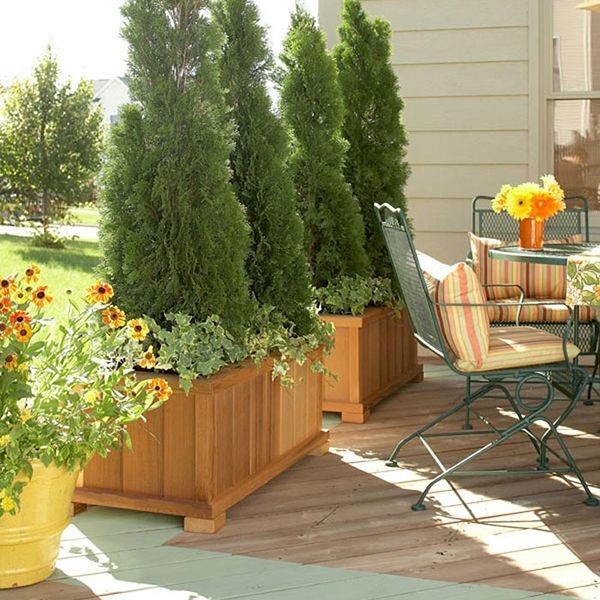 Grow arborvitae in a planter? | Houzz Forum
