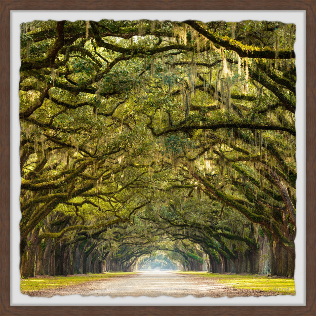 "Canopy of Live Oak Trees" Framed Painting Print, 12x12 - Contemporary ...