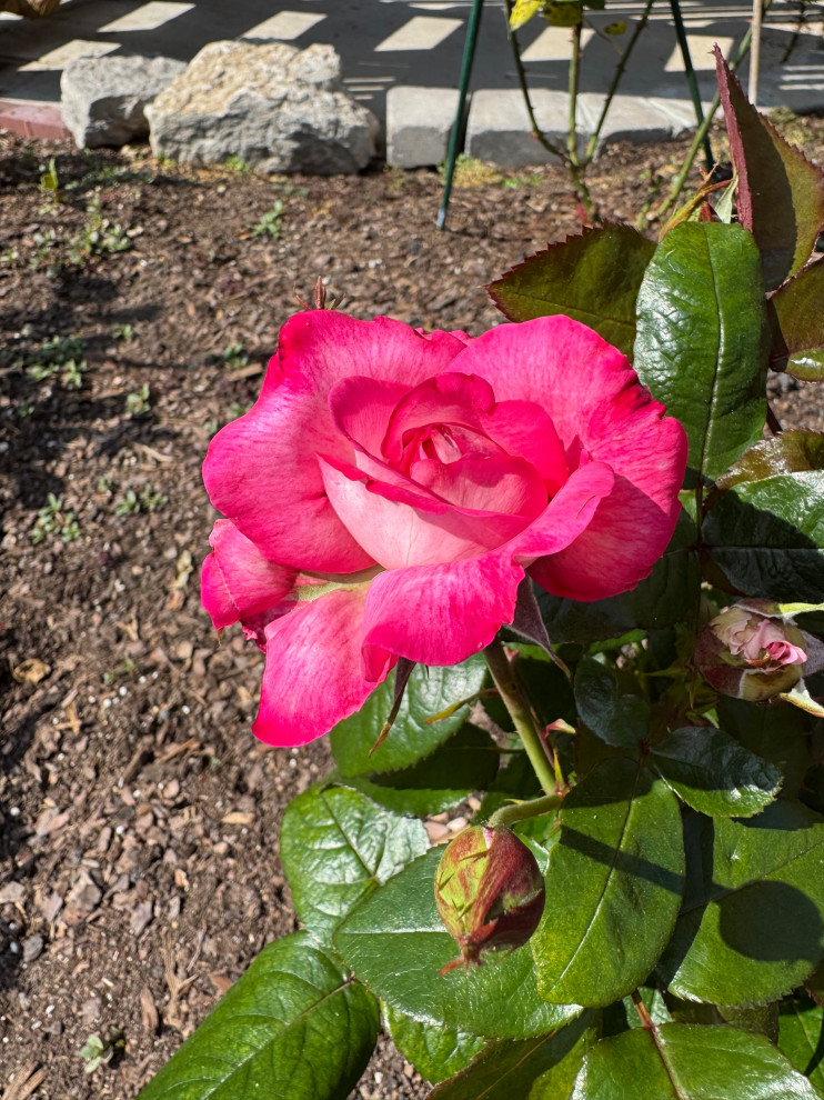 Palatine 2025 New Roses | Houzz Forum