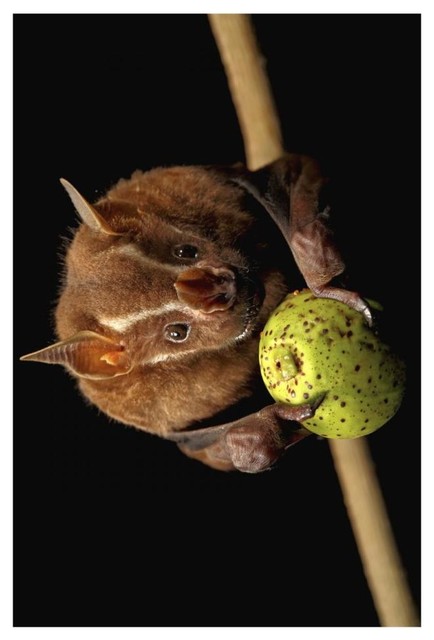 Great Fruit-Eating Bat Feeding On Fig, Smithsonian Tropical Research ...