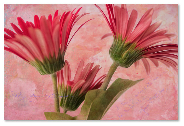 Bob Rouse 'Gerber Trio' Canvas Art, 16"x24" - Contemporary - Prints And ...