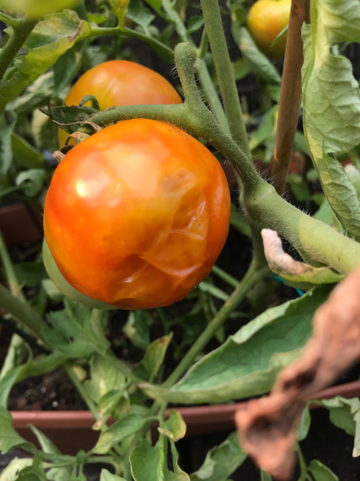 Wrinkled tomatoes