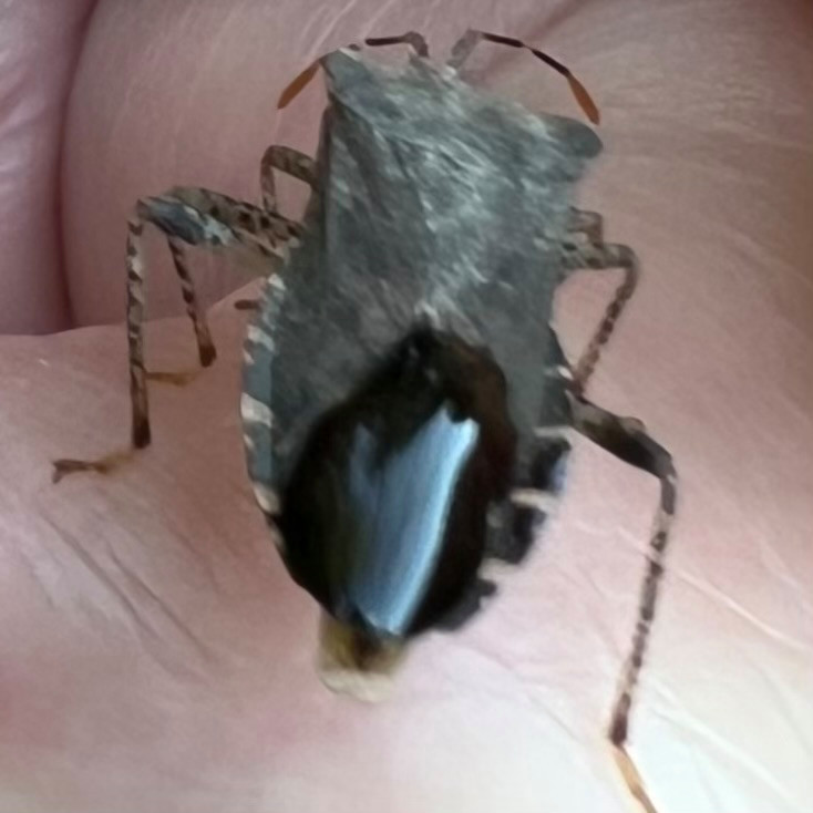 Are both of these pictures of stink bugs? | Houzz Forum